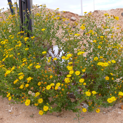 Camphorweed (Heterotheca Subaxillaris) Plant Care & How to Grow, Water