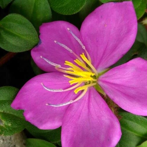 Pinklady (Heterotis Rotundifolia) Plant Care & How to Grow, Water