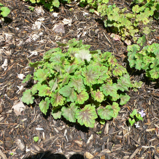 American Alumroot (Heuchera Americana) Plant Care & How to Grow, Water