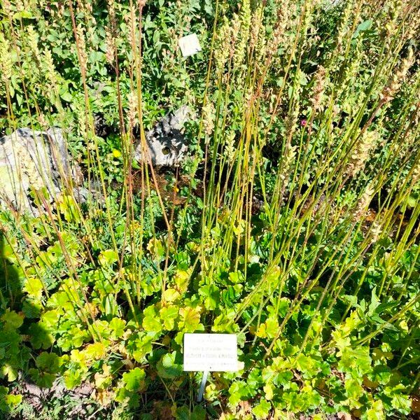 Green-Flower Alumroot (Heuchera Chlorantha) Plant Care & How to Grow, Water