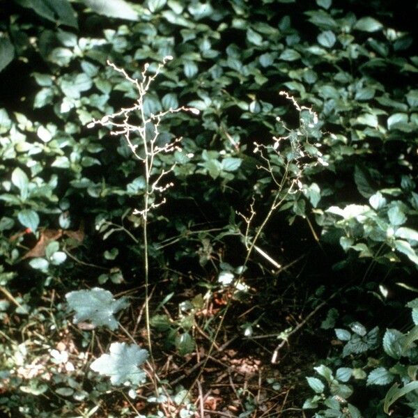 Longflower Alumroot (Heuchera Longiflora) Plant Care & How to Grow, Water