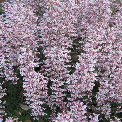 Alumroots (Heuchera) Care Guide: Water, Soil & Propagation - Plantiary