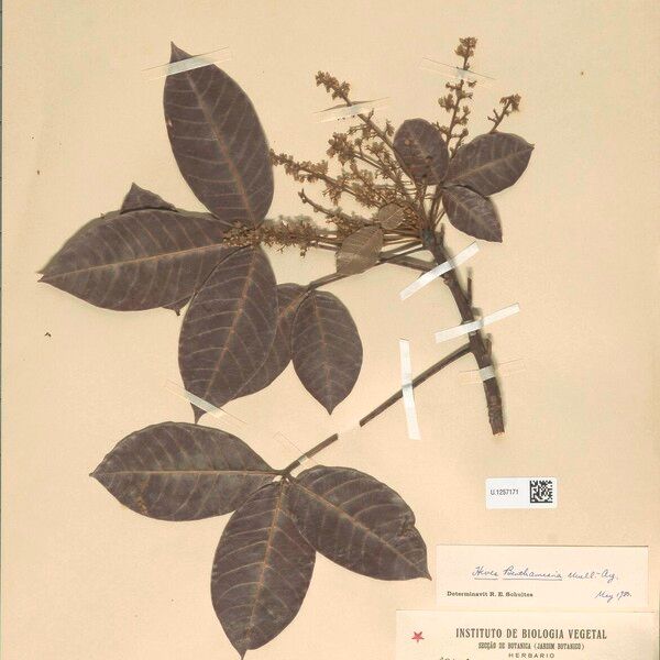 Bentham's Hevea (Hevea Benthamiana) Plant Care & How to Grow, Water