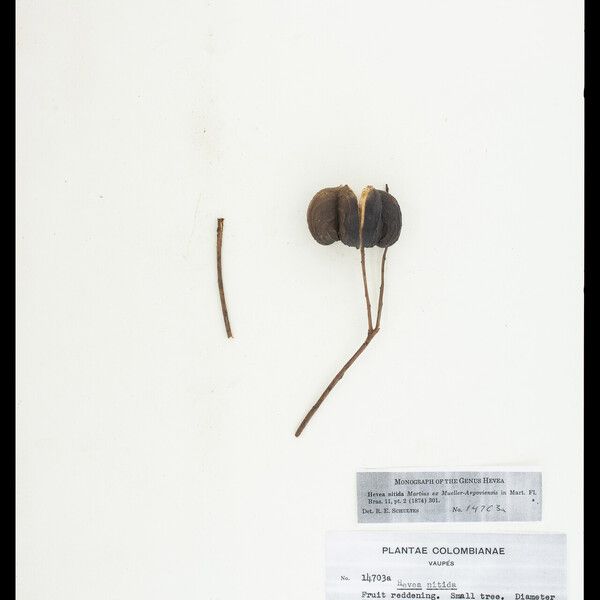 Hevea Nitida Plant Care & How to Grow, Water