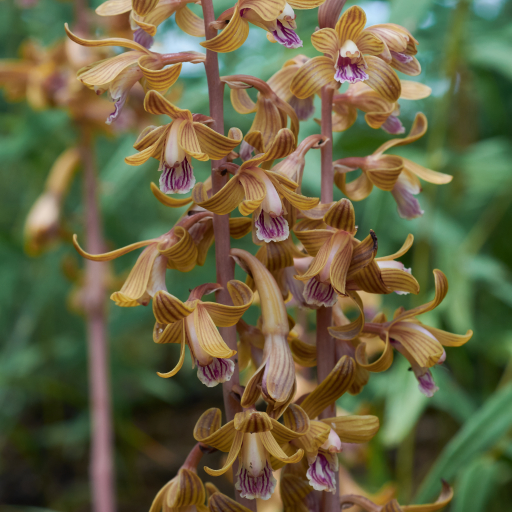 Spiked Crested Coralroot (Hexalectris Spicata) Care Guide: Water, Soil ...