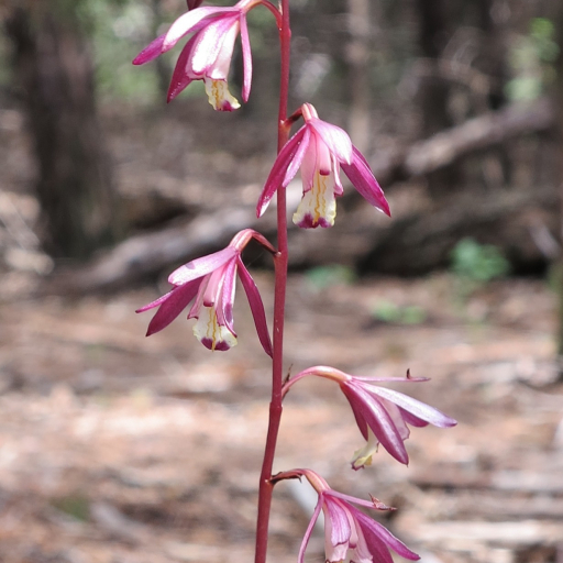 Texas Crested Coralroot (Hexalectris Warnockii) Plant Care & How to ...