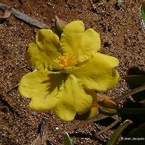 Hibbertia Altigena Plant Care & How to Grow, Water