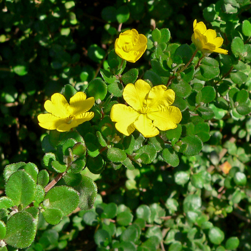 Rough Guinea Flower (Hibbertia Aspera) Care Guide: Water, Soil ...