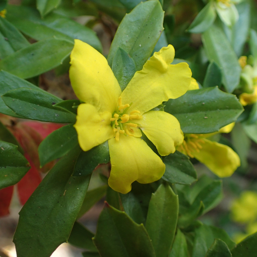 Hibbertia Cuneiformis Plant Care & How to Grow, Water