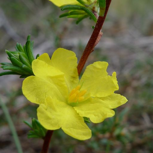 Bundled Hibbertia (Hibbertia Fasciculata) Plant Care & How to Grow, Water