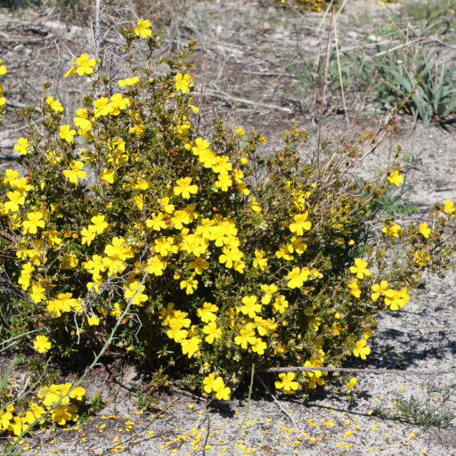 Hibbertia Hypericoides Plant Care & How to Grow, Water