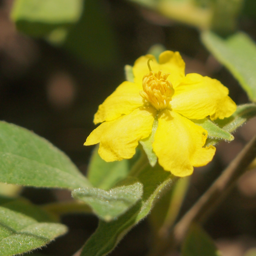Buttercup Bush (Hibbertia Linearis) Plant Care & How to Grow, Water