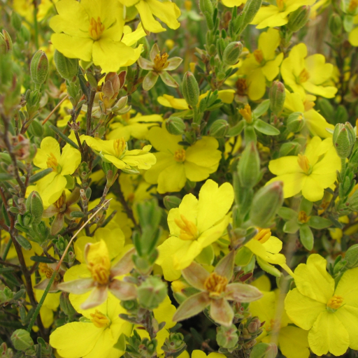 Erect Guinea-Flower (Hibbertia Riparia) Care Guide: Water, Soil ...