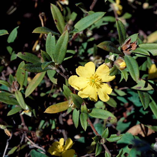 Hibbertia Saligna Plant Care & How to Grow, Water