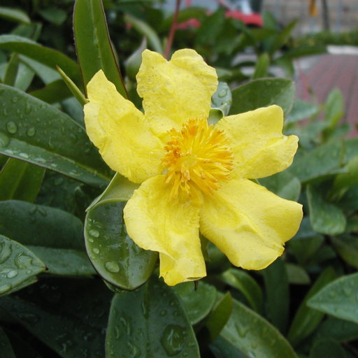 Climbing Guinea-Flower (Hibbertia Scandens) Plant Care & How to Grow, Water