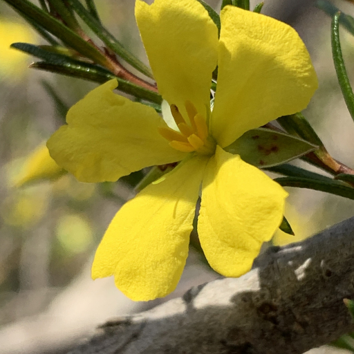 Hibbertia Stricta Plant Care & How to Grow, Water
