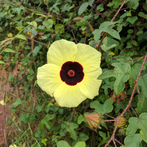 Comfortroot Plant Care & How to Grow, Water