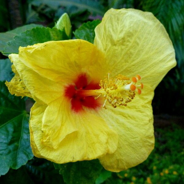 Black Saxaul (Haloxylon Ammodendron) Plant Care & How to Grow, Water