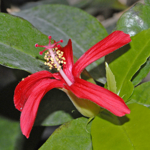 Clay's Hibiscus (Hibiscus Clayi) Care Guide: Water, Soil & Propagation ...