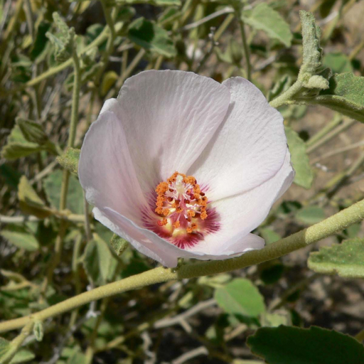 Paleface (Hibiscus Denudatus) Plant Care & How to Grow, Water