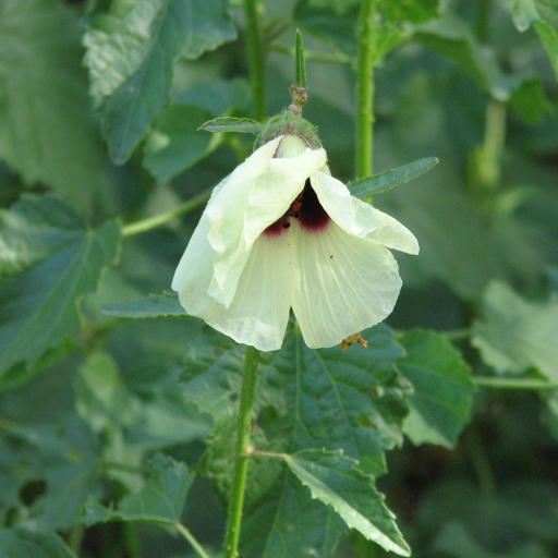 Cape Hibiscus (Hibiscus Diversifolius) Plant Care & How to Grow, Water