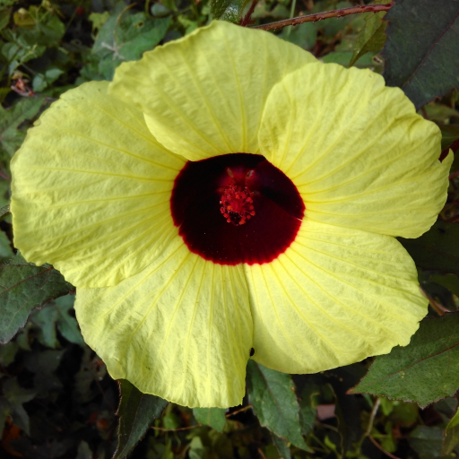 Comfortroot (Hibiscus Hispidissimus) Plant Care & How to Grow, Water