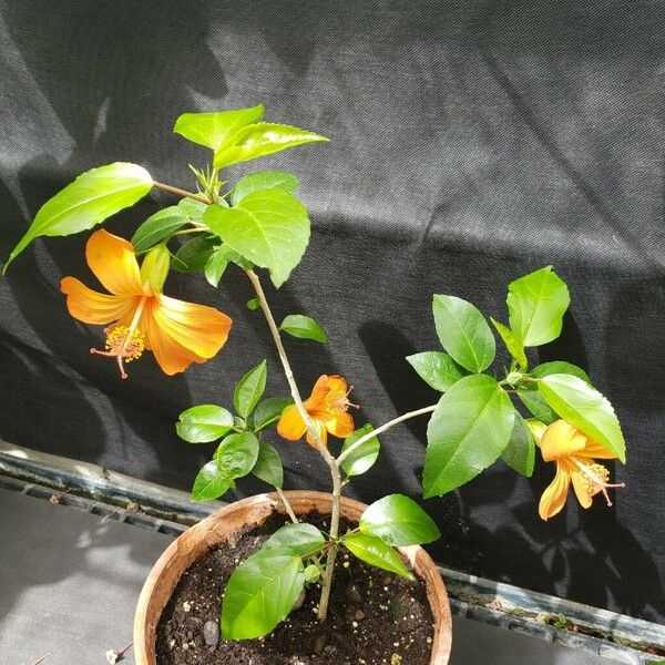 Clay Hibiscus (Hibiscus Kokio) Plant Care & How to Grow, Water