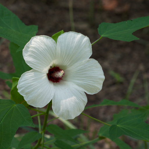 Scarlet Rose-Mallow (Hibiscus Laevis) Plant Care & How to Grow, Water
