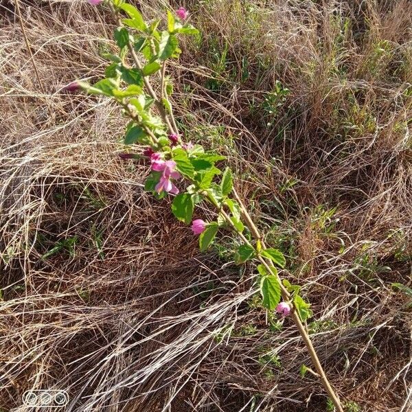 Hibiscus Meyeri Plant Care & How to Grow, Water