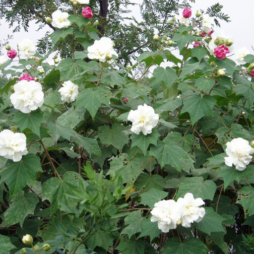 Confederate Rose (Hibiscus Mutabilis) Plant Care & How to Grow, Water