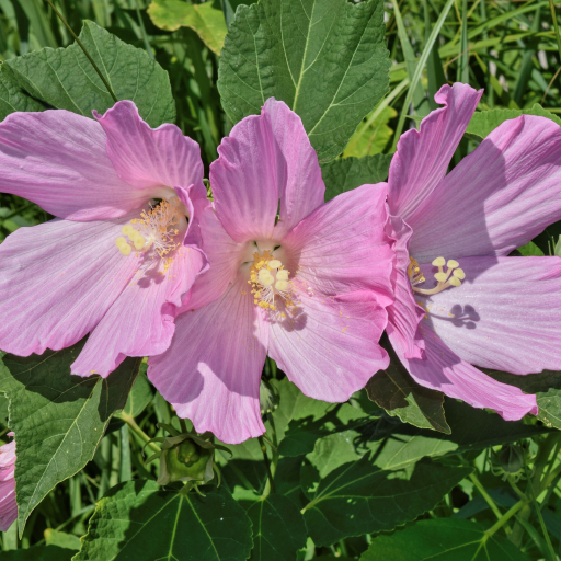 Black Bat Flower (Tacca Chantrieri) Plant Care & How to Grow, Water