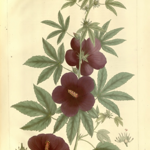 Monarch Rosemallow (Hibiscus Radiatus) Plant Care & How to Grow, Water