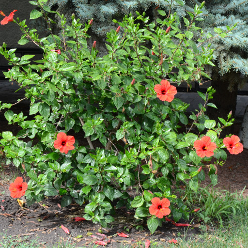 China-Rose (Hibiscus Rosa-sinensis) Plant Care & How to Grow, Water