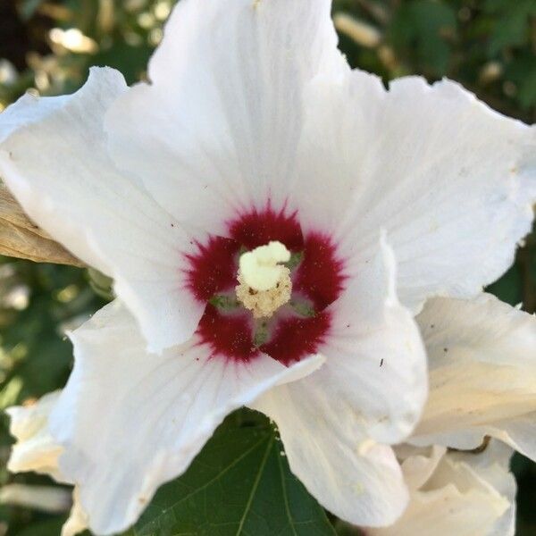 Hibiscus Sinosyriacus Plant Care & How to Grow, Water