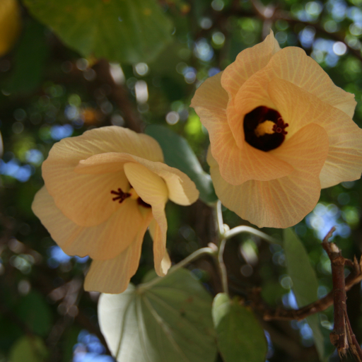 Sea Hibiscus (Hibiscus Tilliaceus) Plant Care & How to Grow, Water