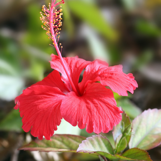 Common Hibiscus (Hibiscus) Plant Care & How to Grow, Water
