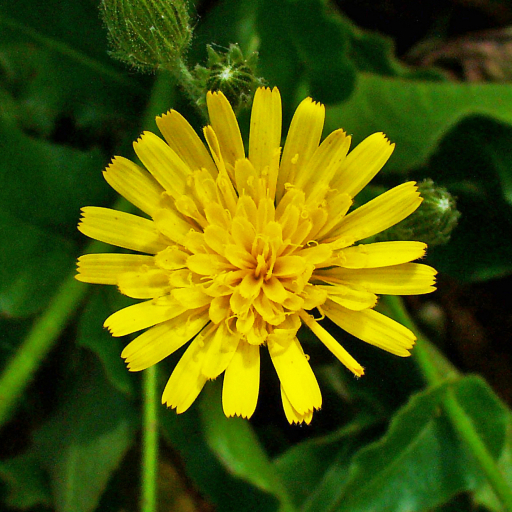 Sticky Hawkweed (Hieracium Amplexicaule) Plant Care & How to Grow, Water