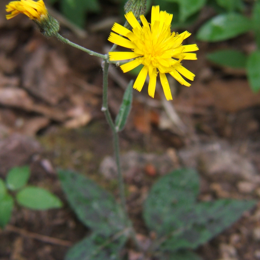 Spotted Hawkweed (Hieracium Maculatum) Plant Care & How to Grow, Water