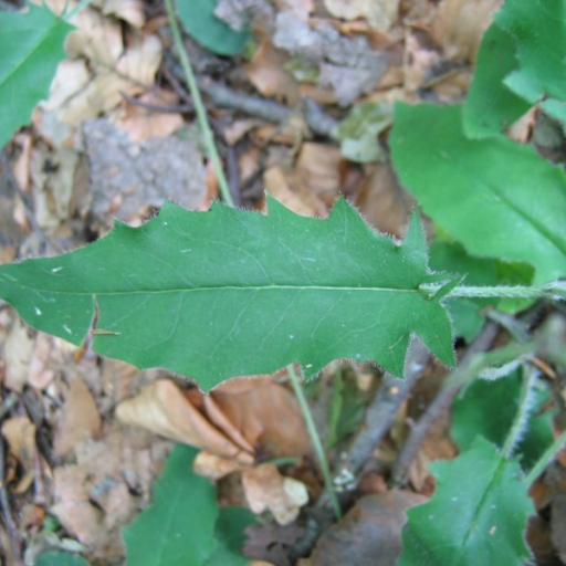 Wall Hawkweed (Hieracium Murorum) Plant Care & How to Grow, Water