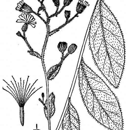 Rough Hawkweed (Hieracium Scabrum) Plant Care & How to Grow, Water