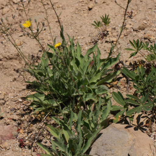 Western Hawkweed (Hieracium Scouleri) Plant Care & How to Grow, Water