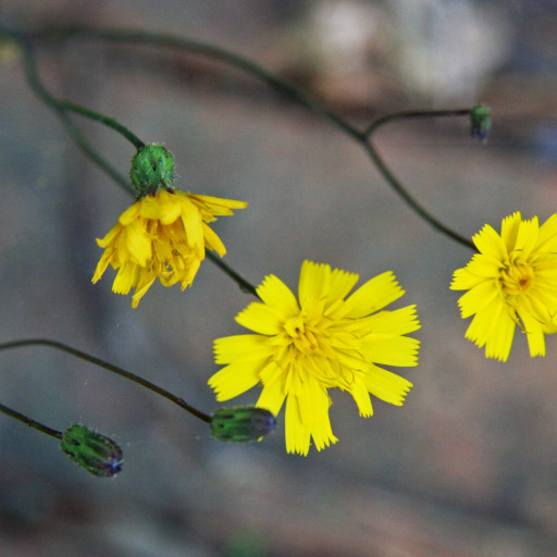 Rattlesnakeweed (Hieracium Venosum) Plant Care & How to Grow, Water