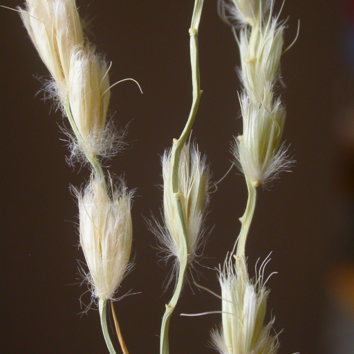 Big Galleta (Hilaria Rigida) Plant Care & How to Grow, Water