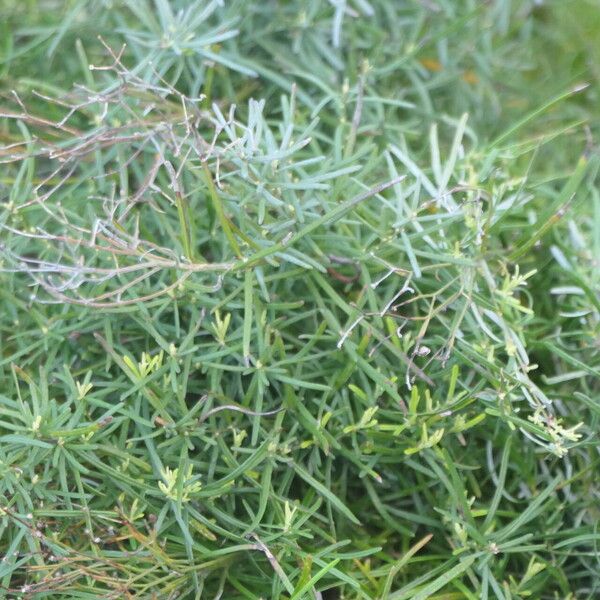 Hilliardiella Capensis Plant Care & How to Grow, Water