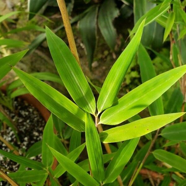 Fountain Bamboo (Himalayacalamus Falconeri) Plant Care & How to Grow, Water