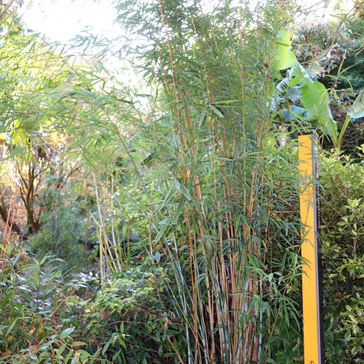 Blue Bamboo (Himalayacalamus Hookerianus) Plant Care & How to Grow, Water