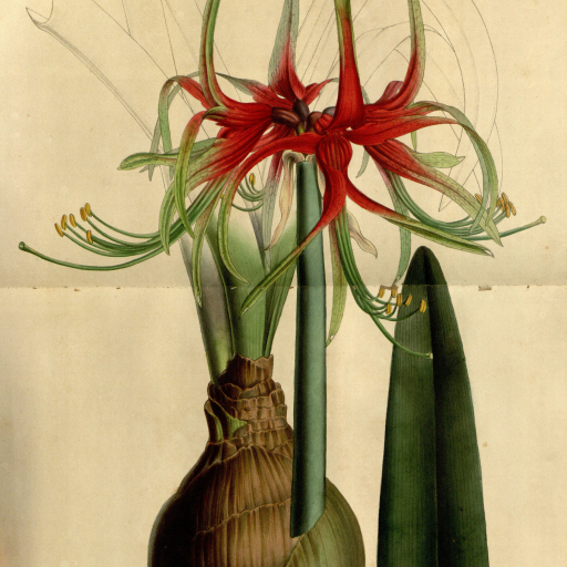 Hippeastrum Cybister Plant Care & How to Grow, Water