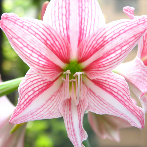 Netted-Veined Amaryllis (Hippeastrum Reticulatum) Plant Care & How to ...
