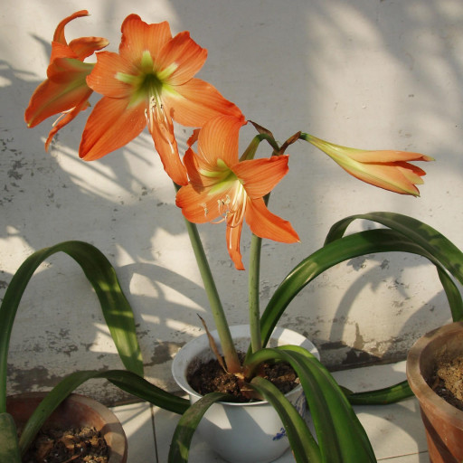 Striped Barbados Lily (Hippeastrum Striatum) Plant Care & How to Grow ...