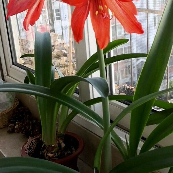 Barbados Lily (Hippeastrum Vittatum) Plant Care & How to Grow, Water